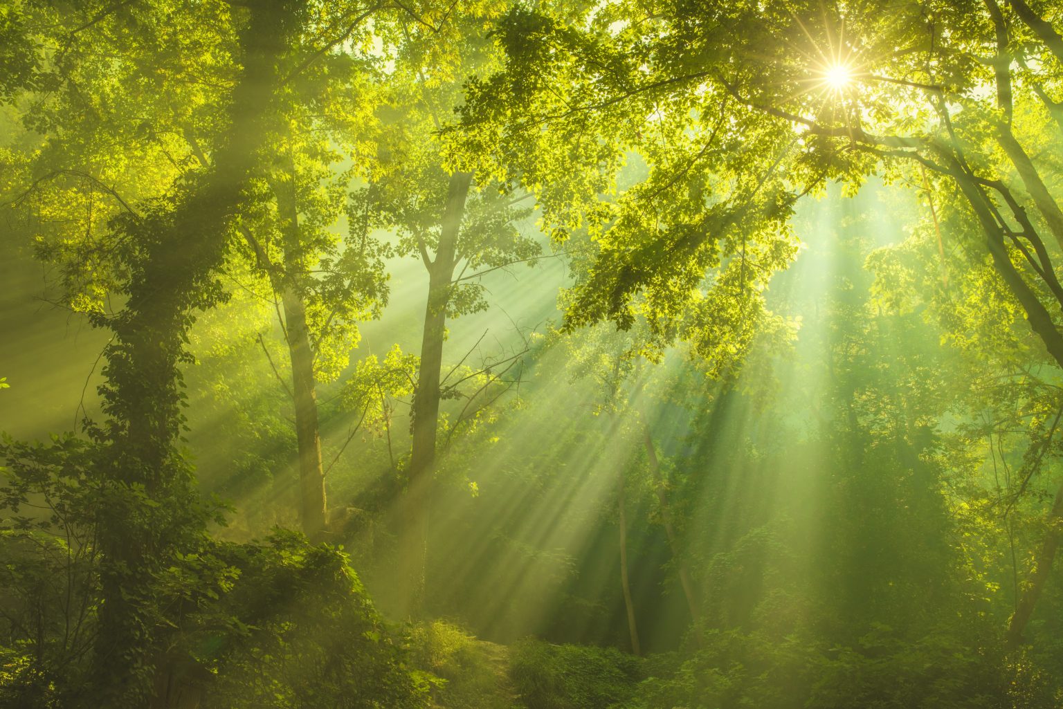 The Potential Of Tree Diversity For Enriching Soil Fertility