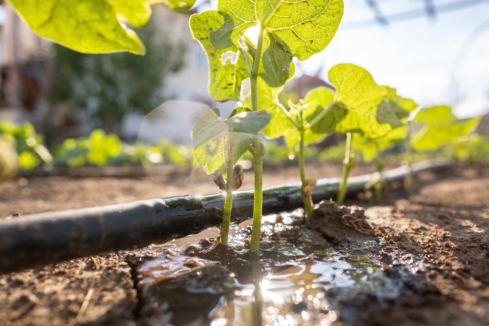 Technological advances in irrigation techniques Technological advances in irrigation techniques