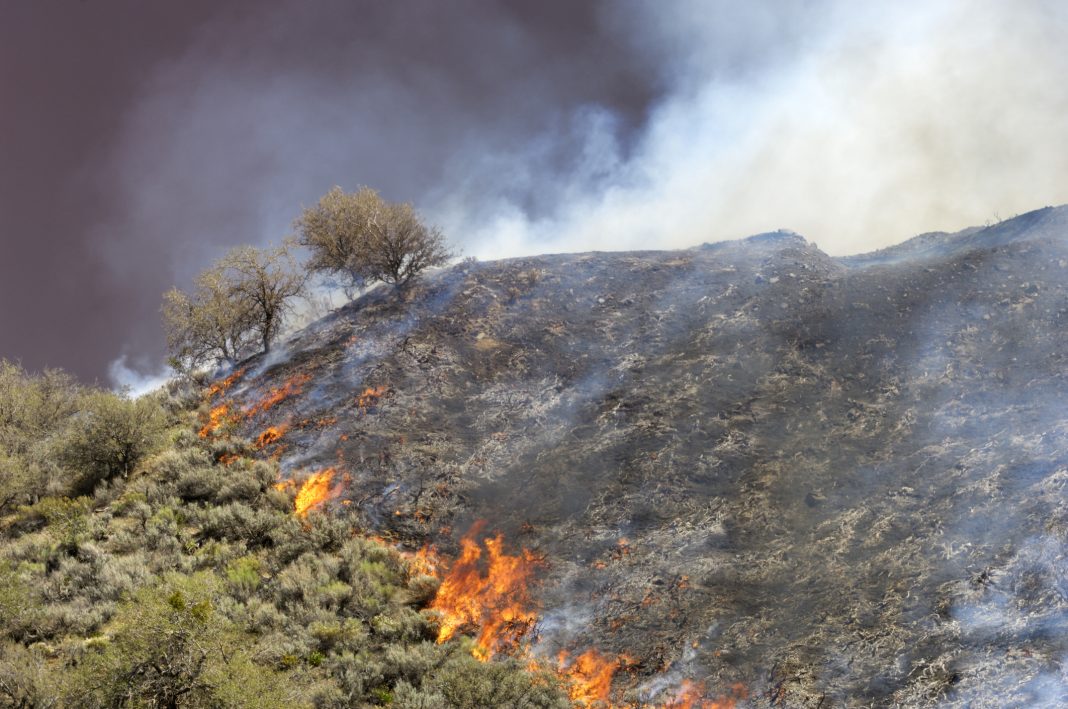 New study explores new forest management to reduce wildfire risks New study explores new forest management to reduce wildfire risks